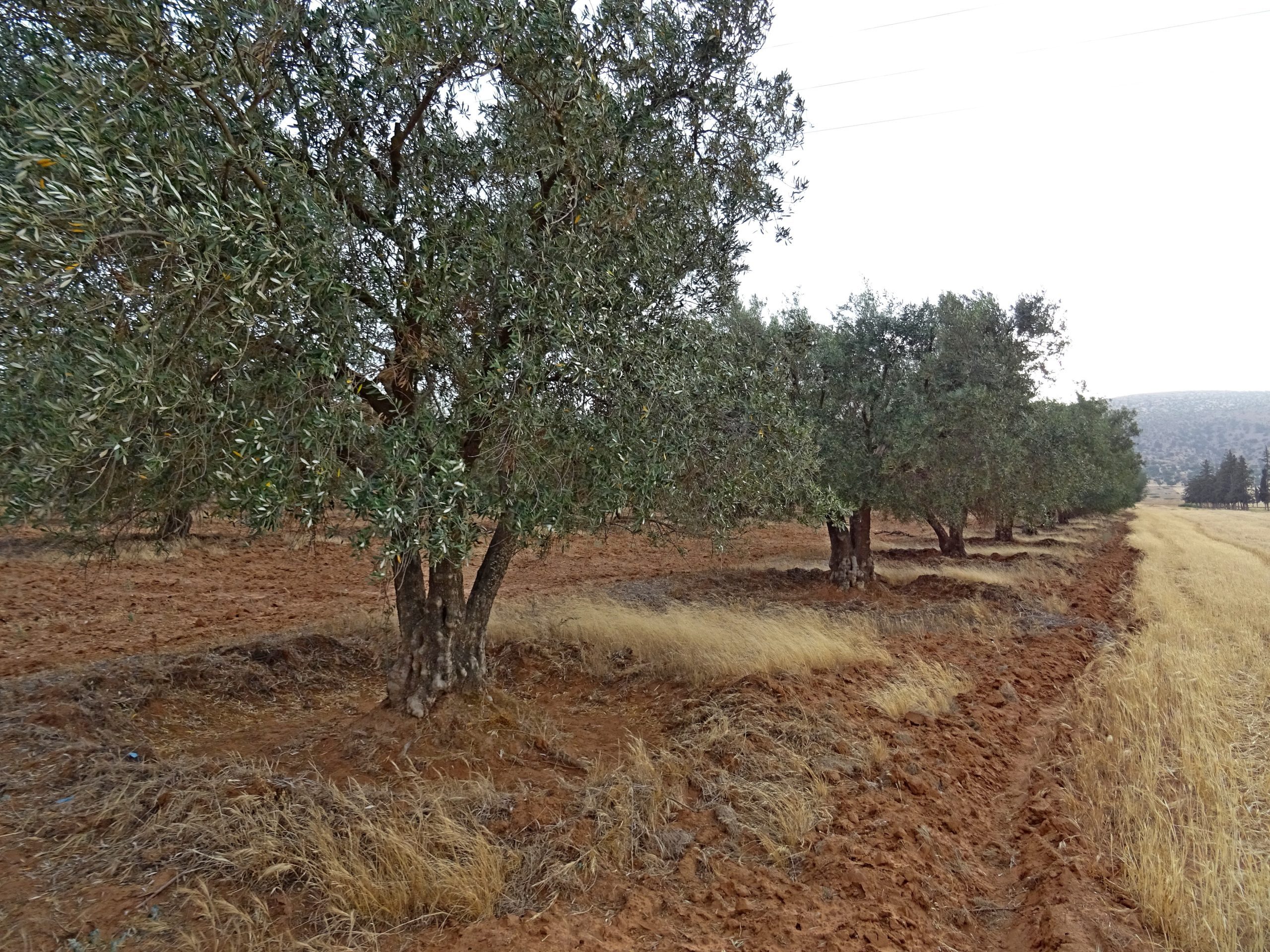 AMWAJ | Climate Change Tests Algeria’s Olive Farmers’ Resilience